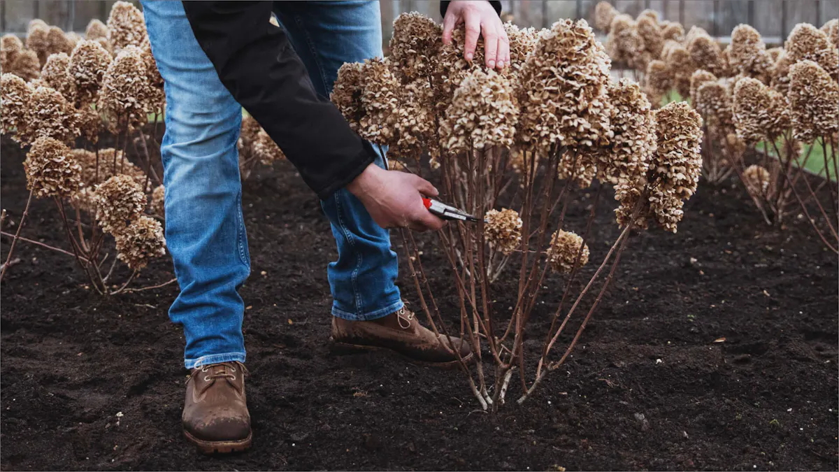 Pruning your panicle Hydrangea