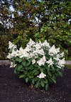 Hydrangea paniculata Living Infinity®