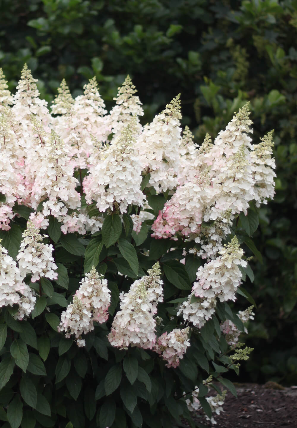 Hydrangea paniculata Living Pinky Winky