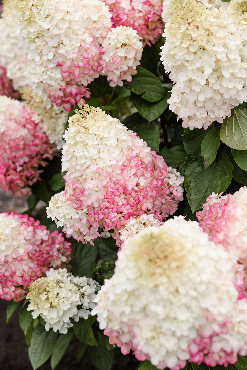 Hydrangea paniculata Living Red Velvet®