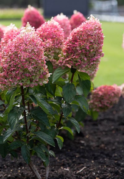 Hydrangea paniculata Living Pinky Promise®