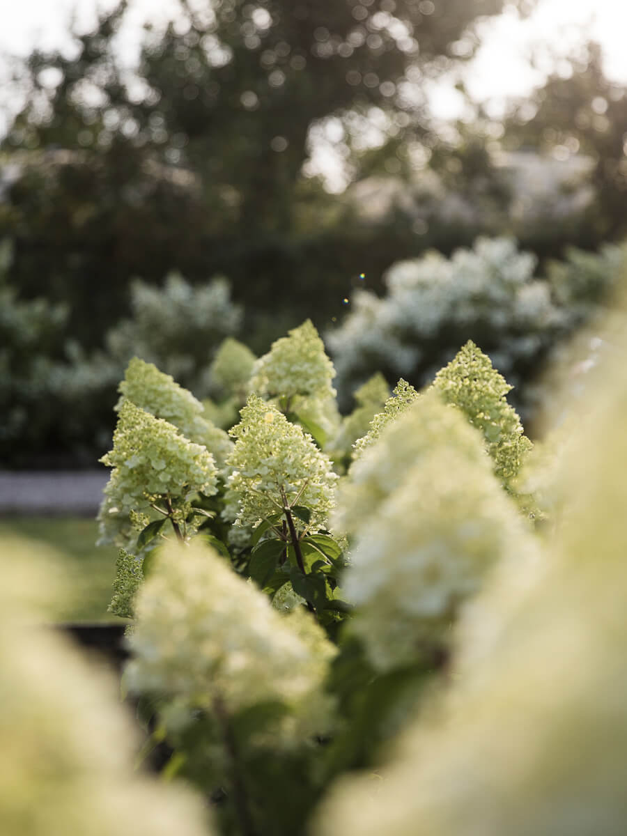 Hydrangea paniculata Living Infinity®