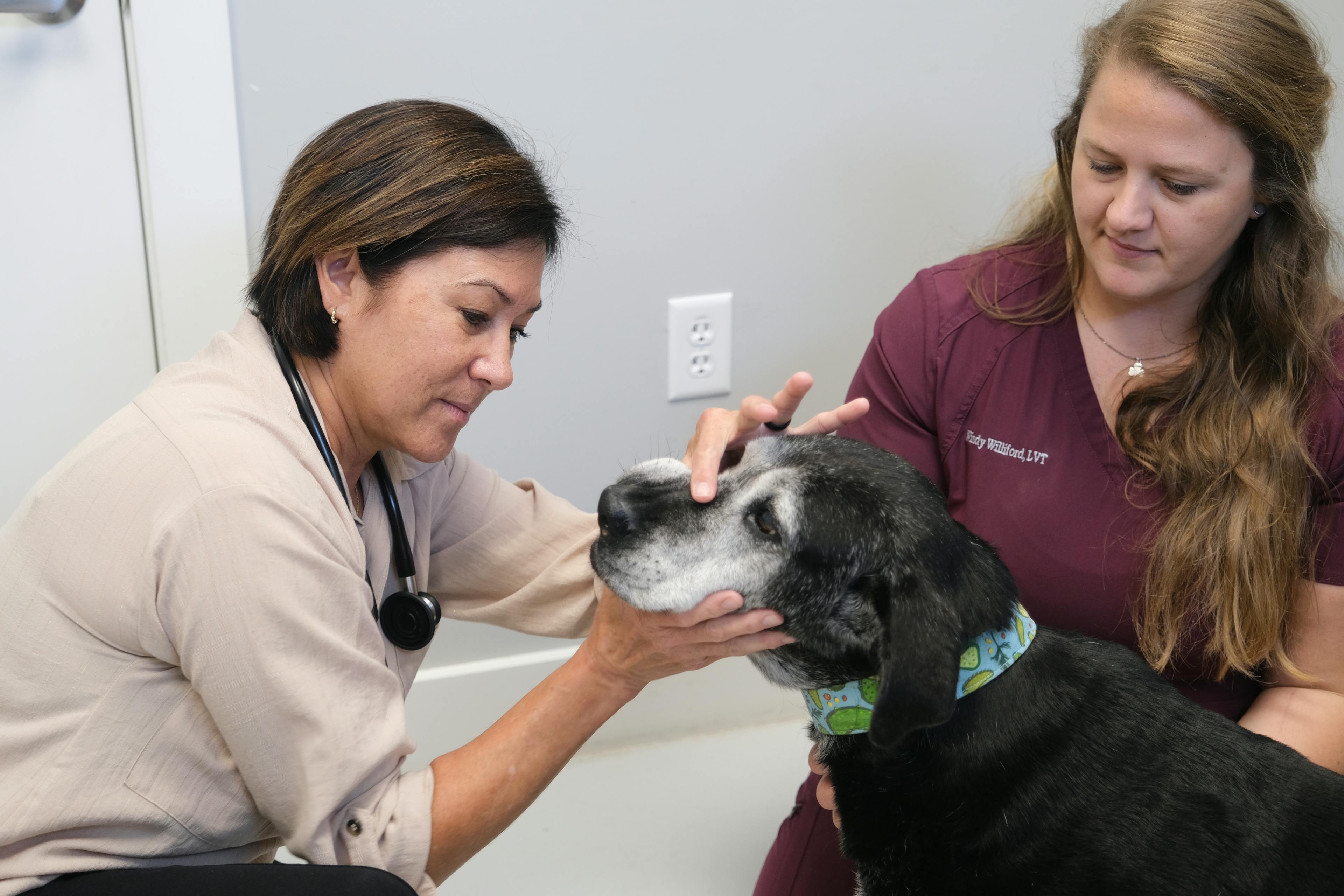 Home Page [www.lowcountryvets.net]