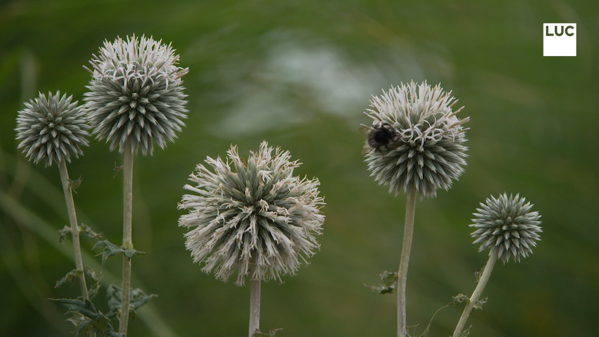 LUC launches new sustainable, accessible website | LUC