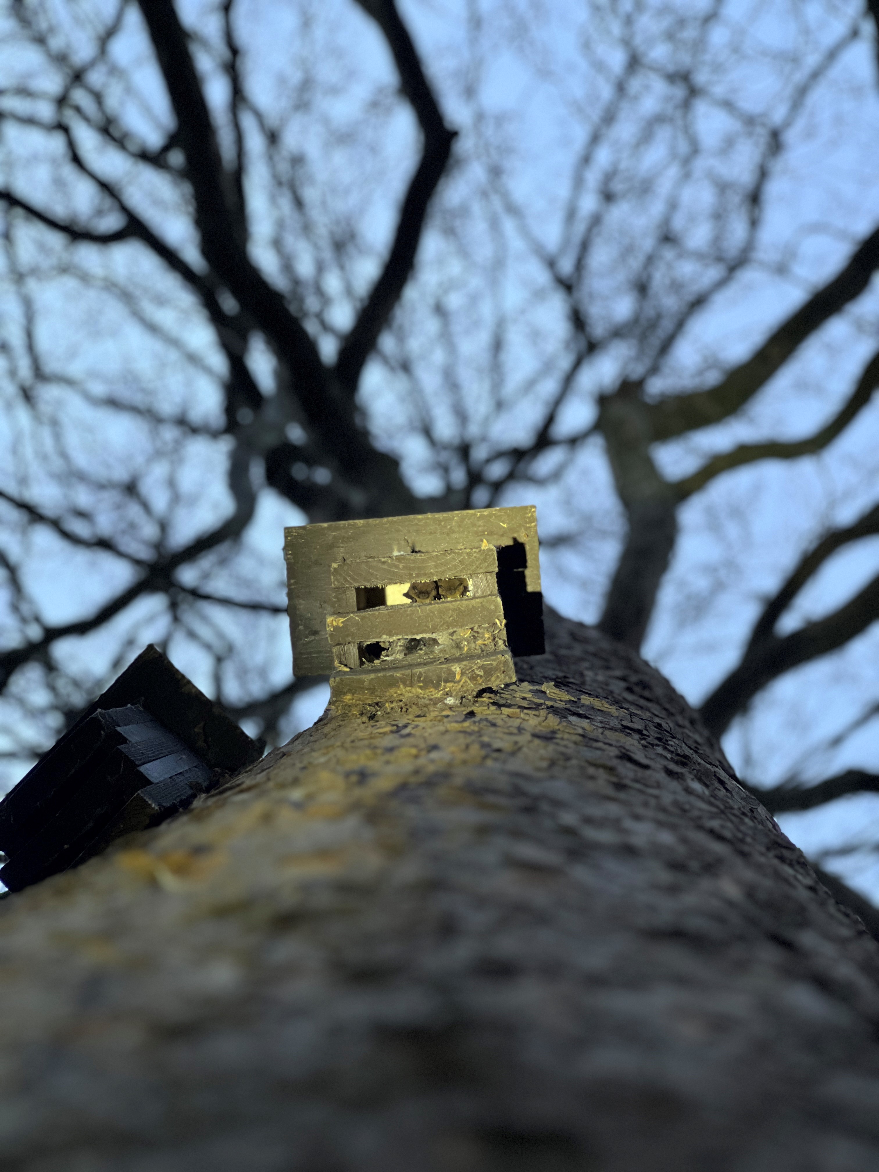 LUC uncovers hidden bat habitats across London's Royal Parks | LUC