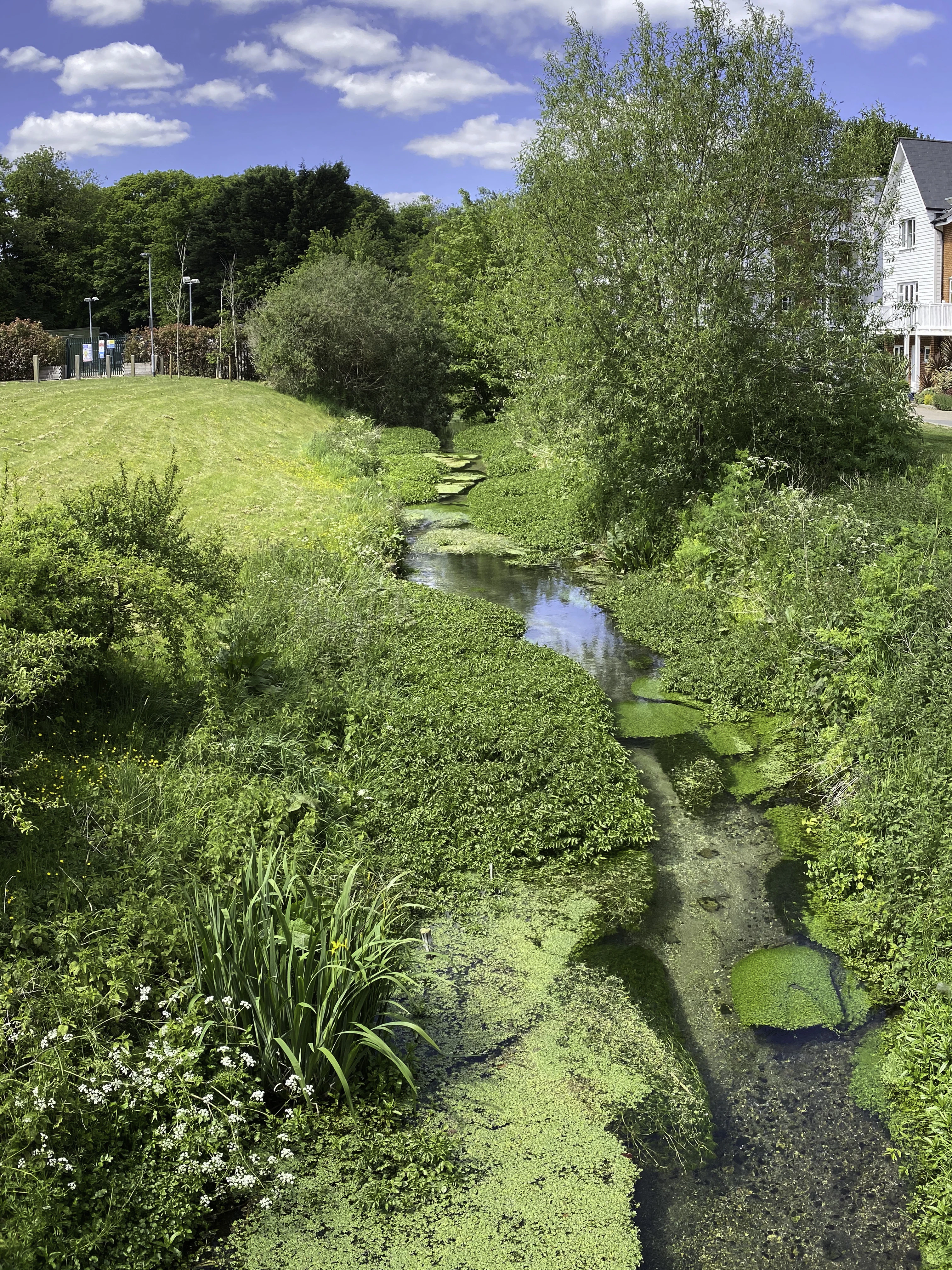 Protecting chalk streams: The need for stronger action | LUC