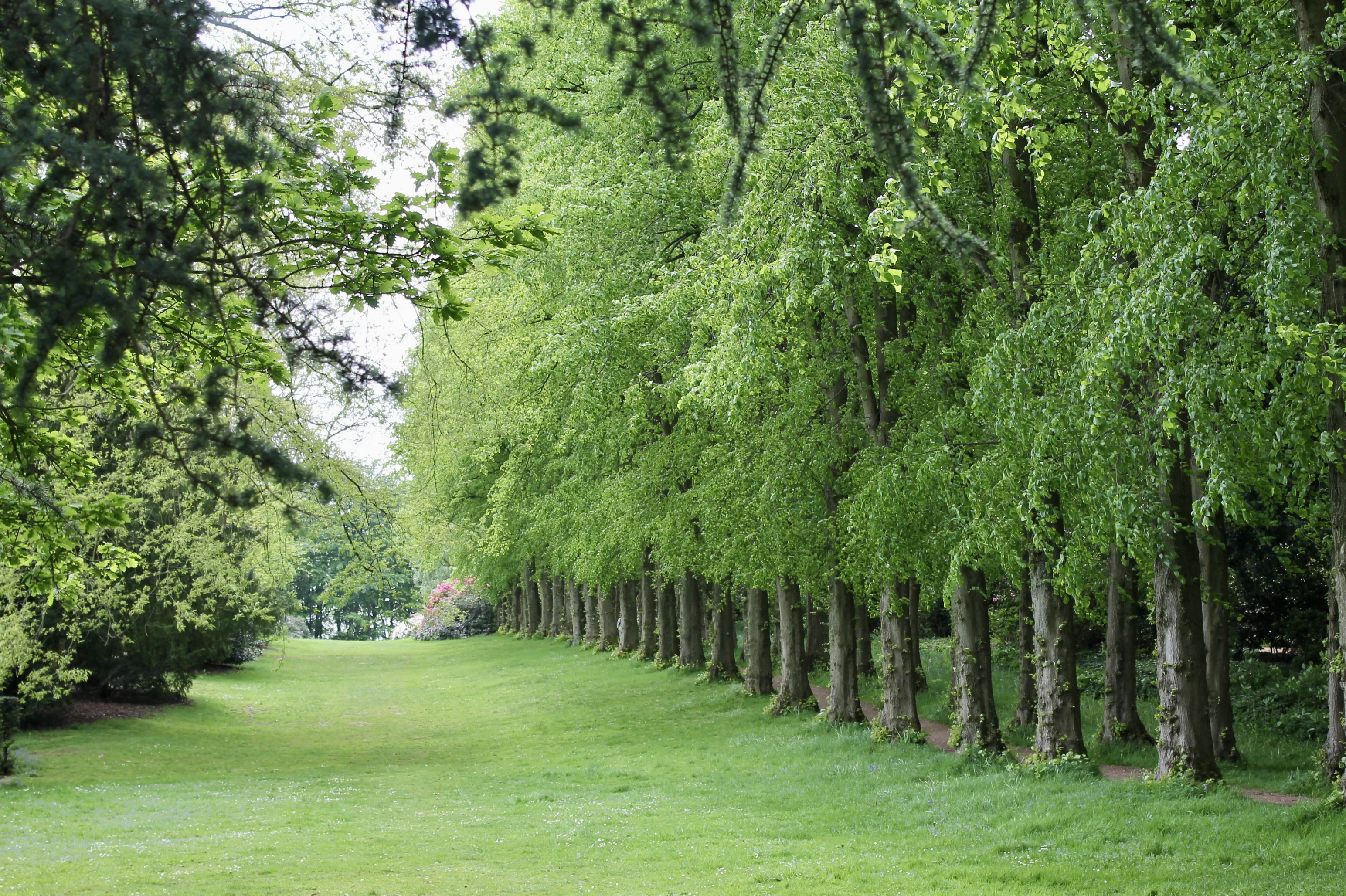 The importance of tree officers | LUC