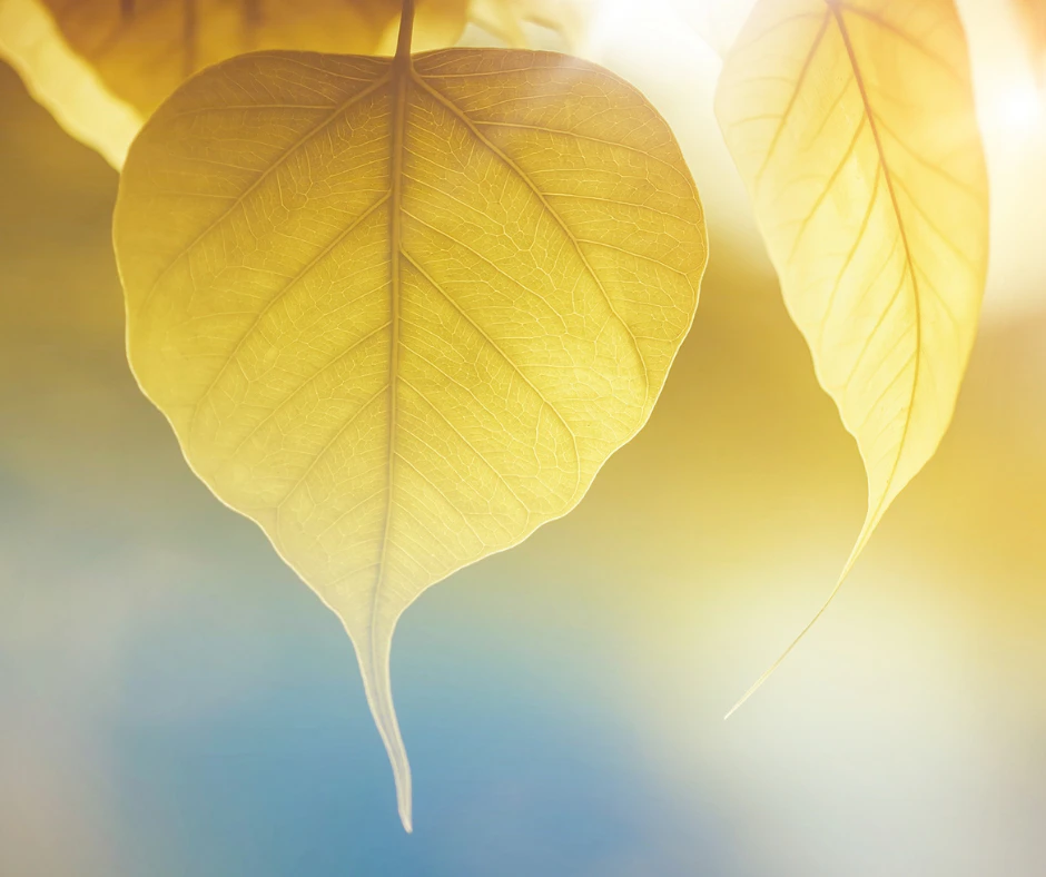LUC | Better futures for nature, people and places