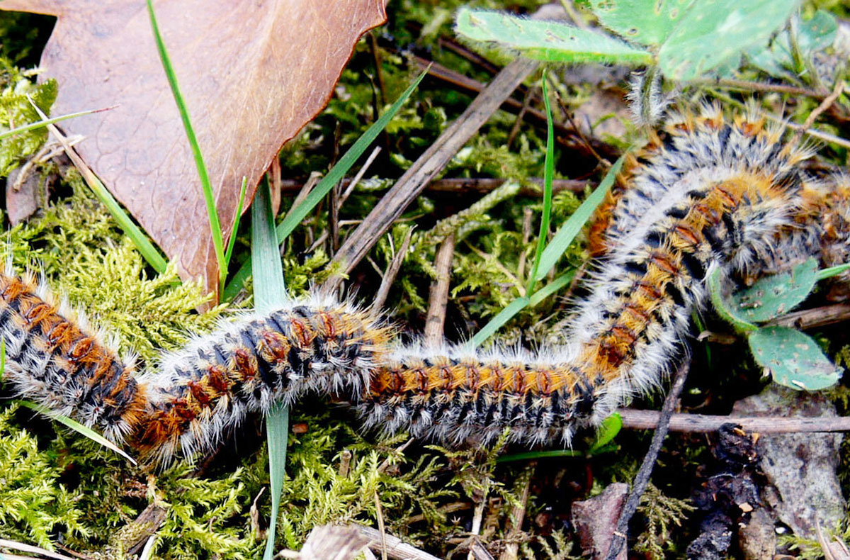 Chenille processionnaire : que faire en cas d'invasion ? | Luko by ...