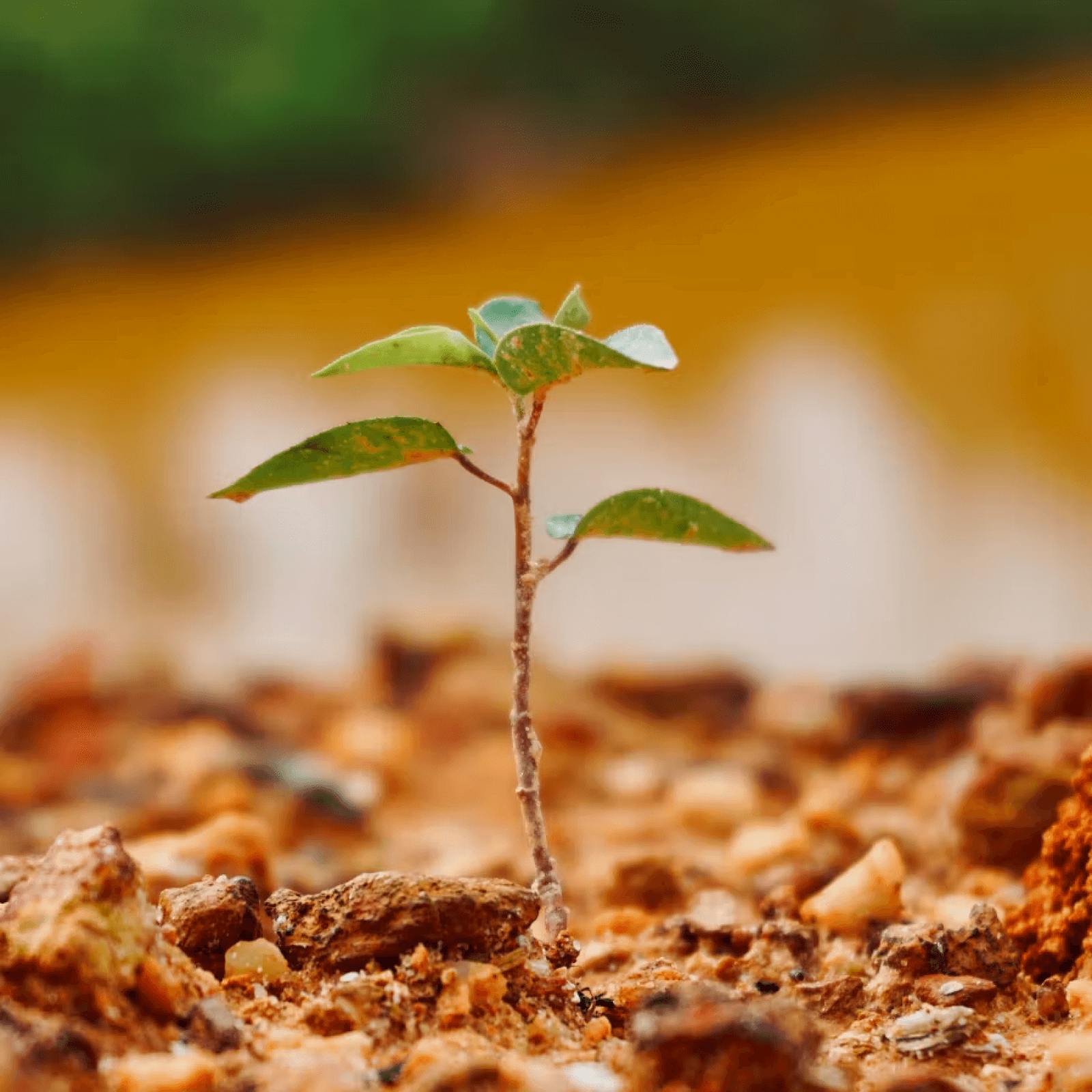 The problem with tree planting projects as a way to fight climate change