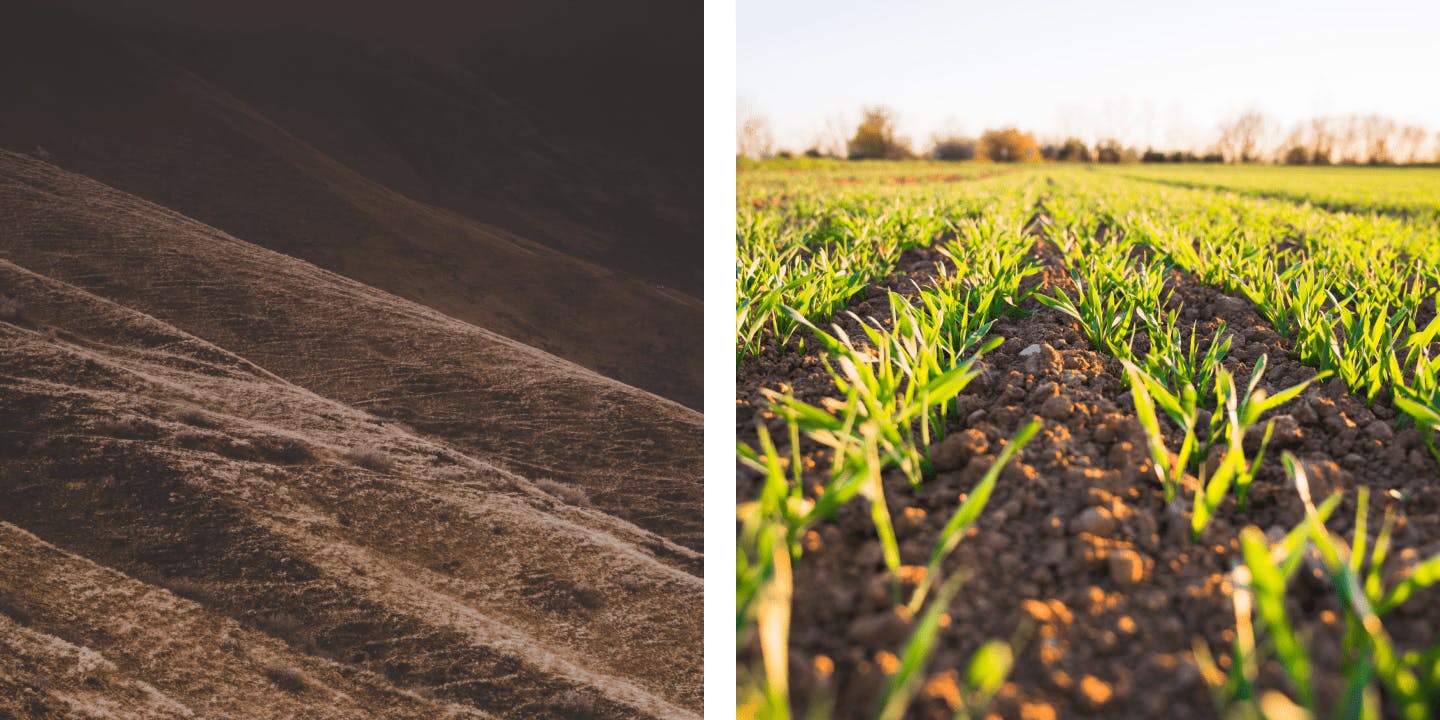 offset plant examples