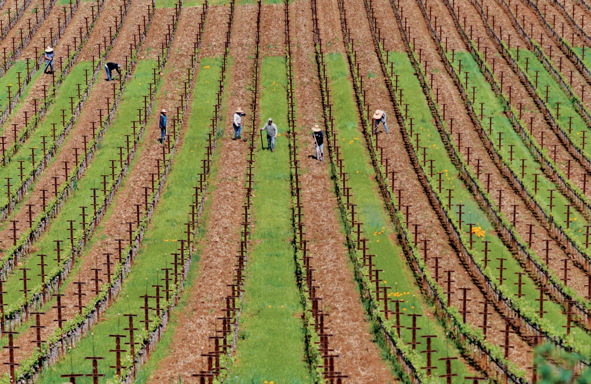 Colgin Cellars - Wines & Spirits - LVMH