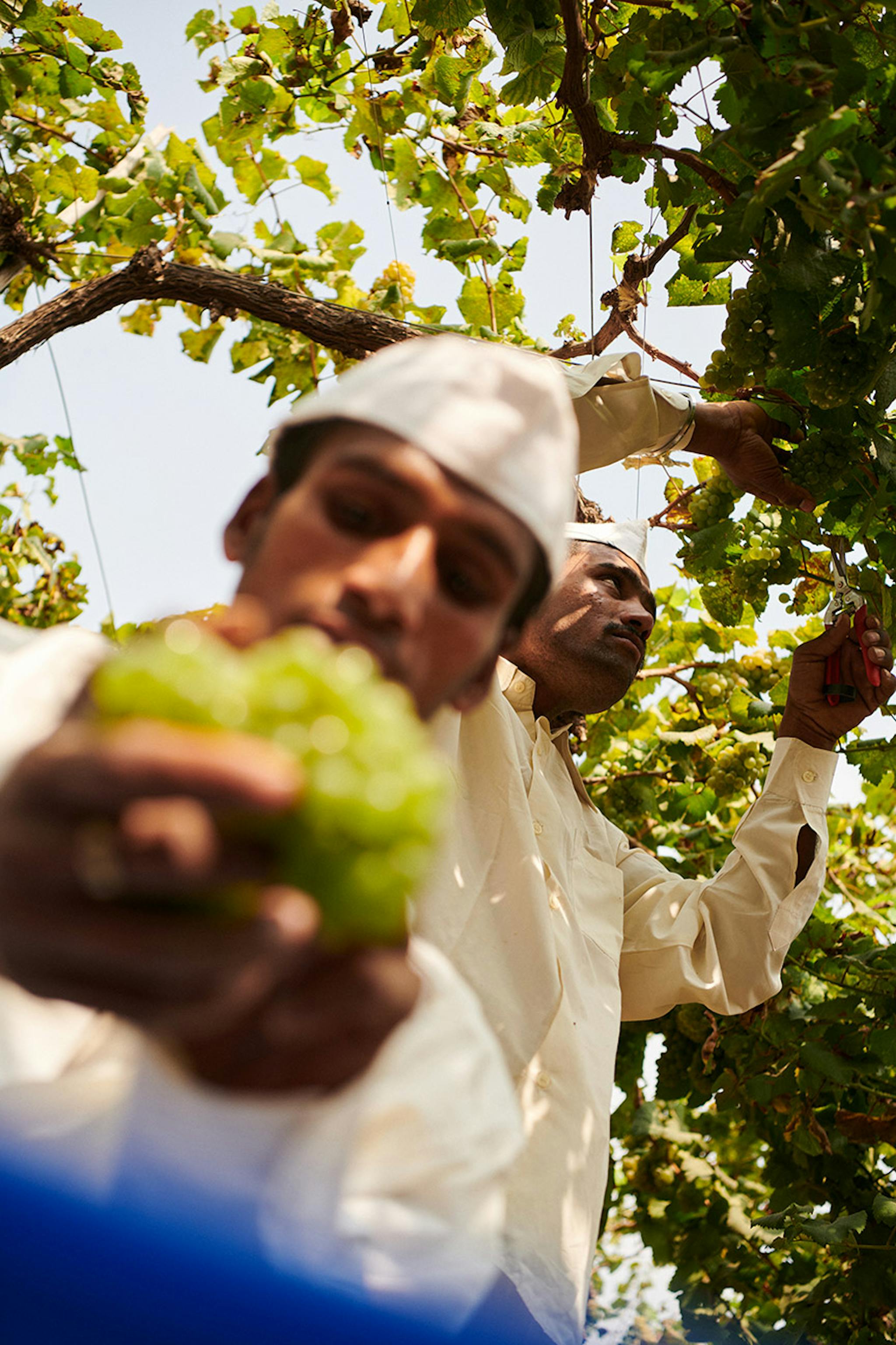 Domaine Chandon India, sparkling wines - Wines & S... - LVMH