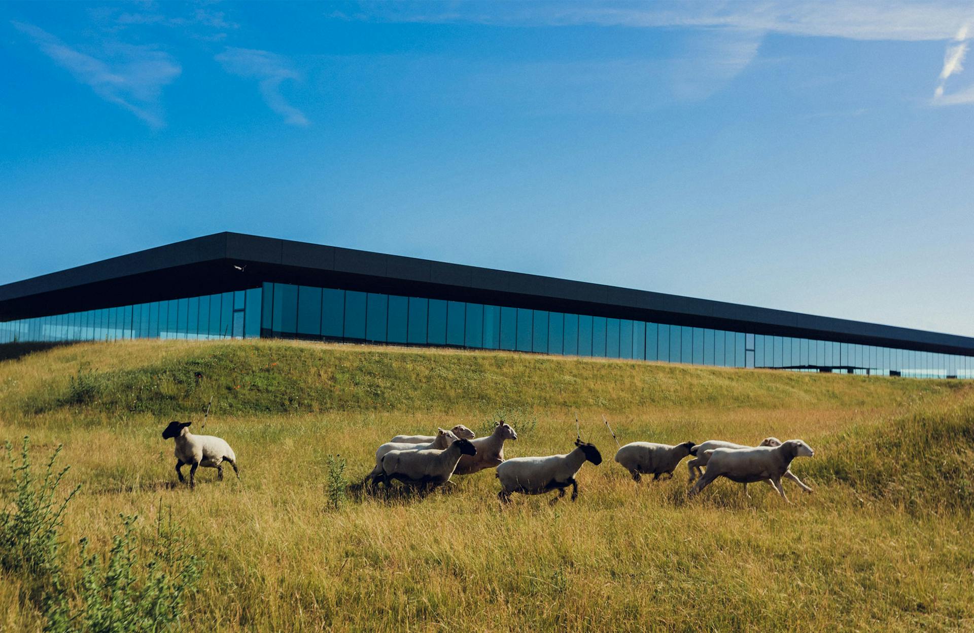 Moët & Chandon - Vins & Spiritueux - LVMH