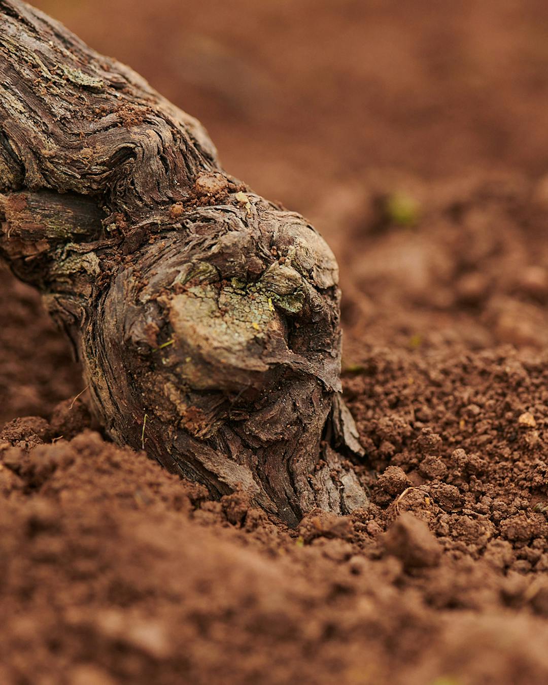 Domaine Chandon China, sparkling wines - Wines & Spirits – LVMH