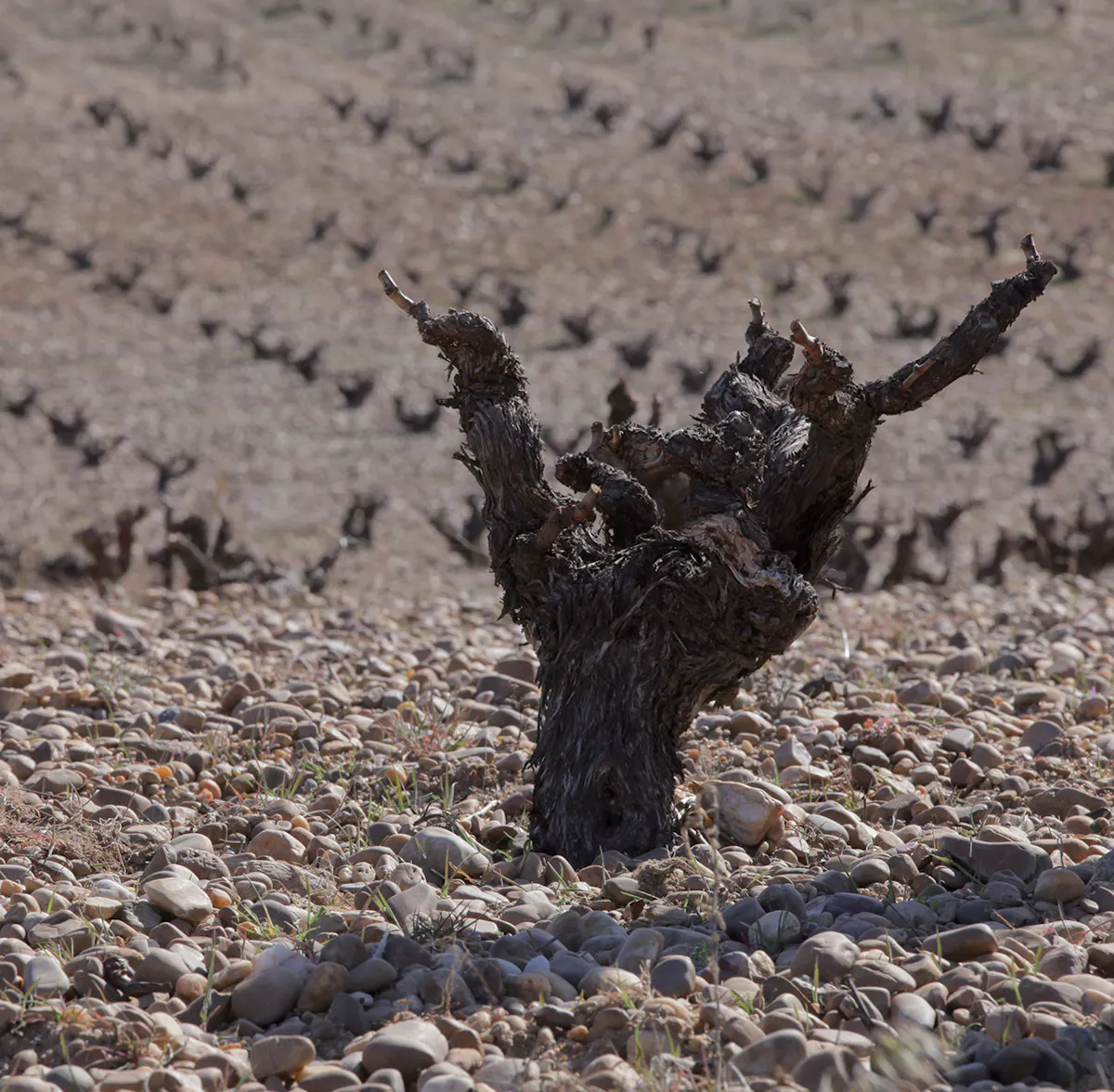 Numanthia, wine of the Spanish "Toro" appellation ... - LVMH