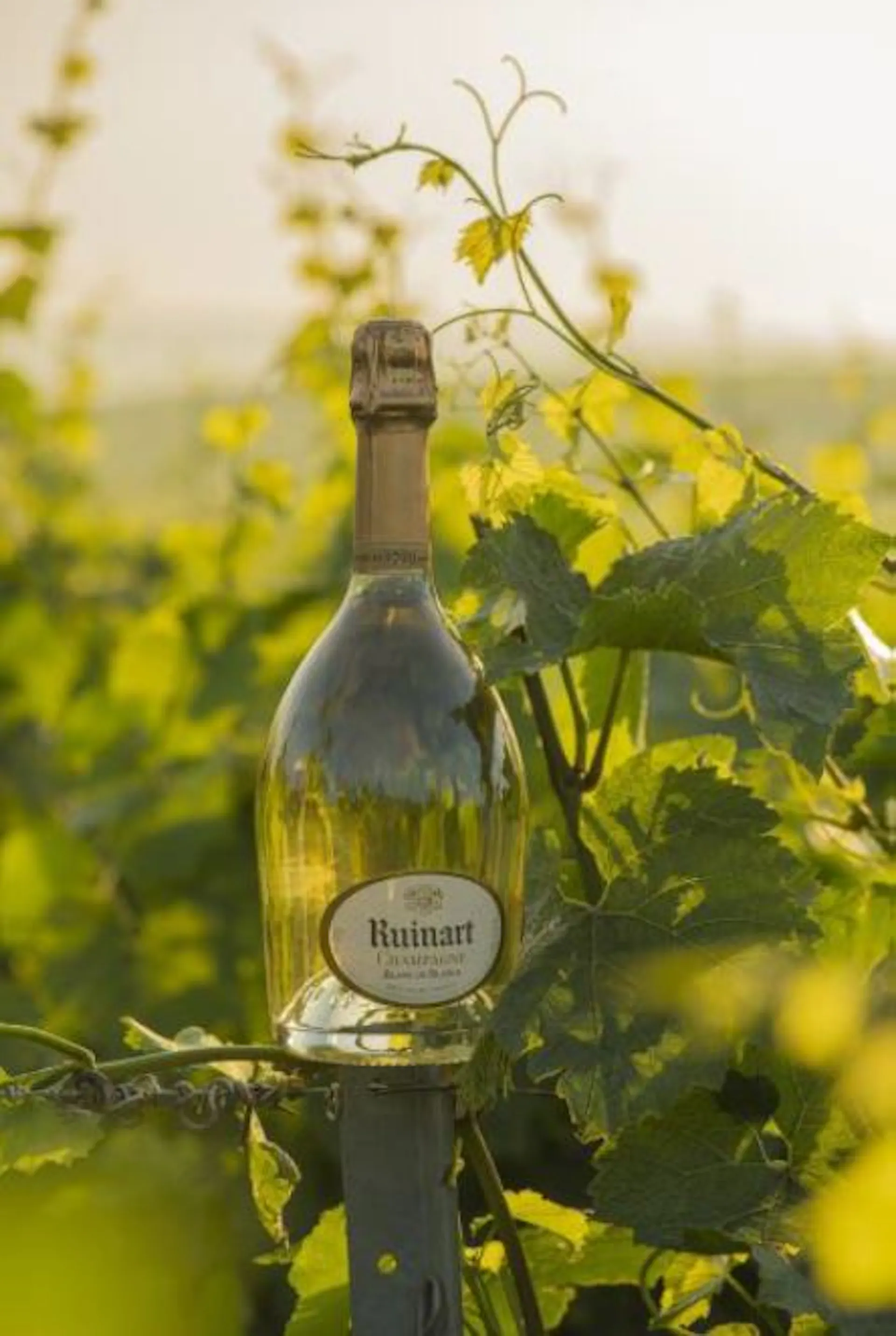 Ruinart, champagne d'excellence, savoir-faire - Vi... - LVMH