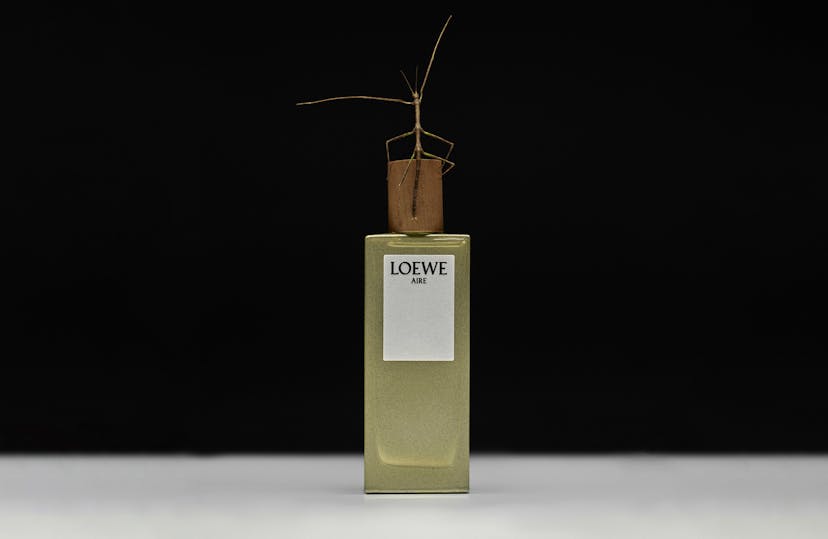 Loewe Perfumes - LVMH