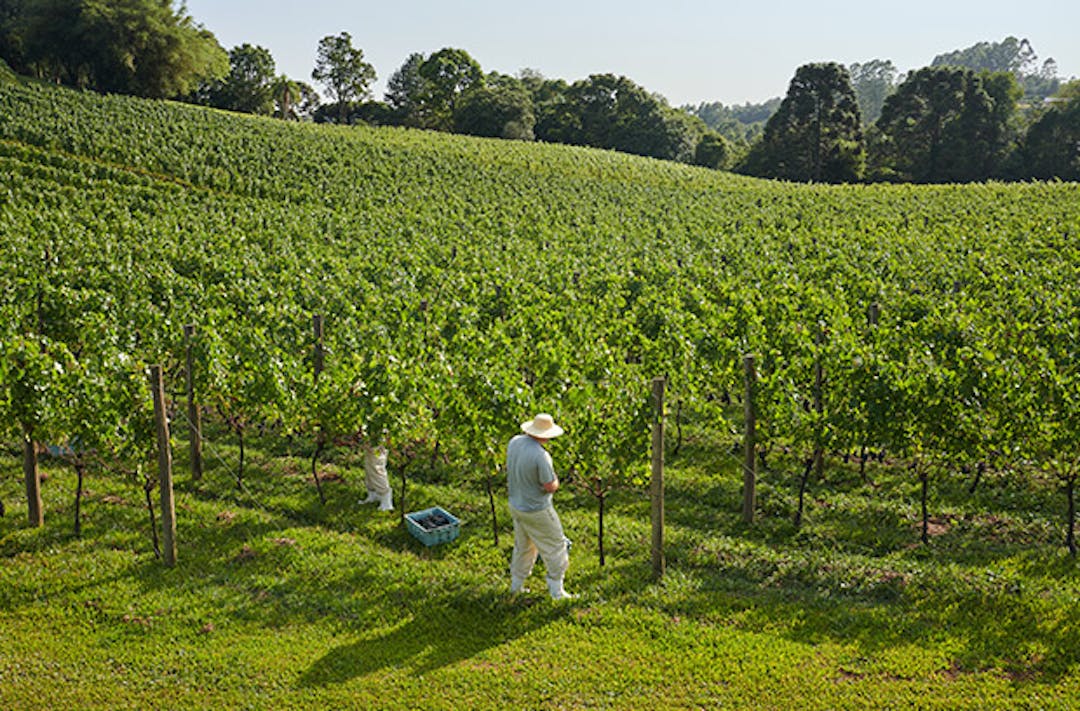 Chandon, elegants and fresh wines - Wines & Spirits - LVMH