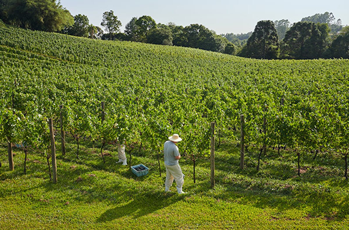 Chandon, elegants and fresh wines - Wines & Spirits - LVMH