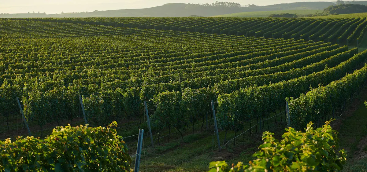 Chandon, vins frais et élégants - Vins & Spiritueux - LVMH