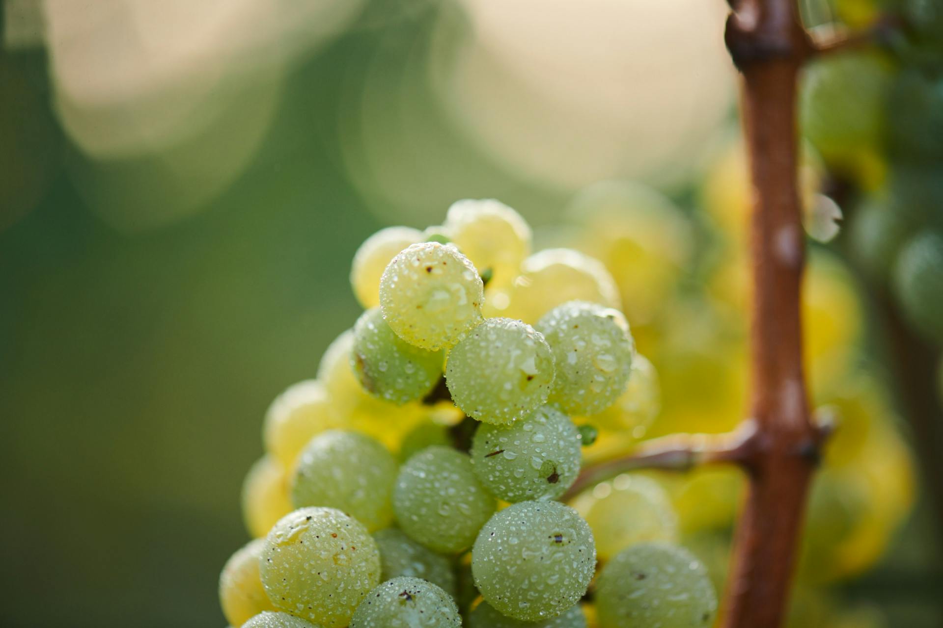 Domaine Chandon China, sparkling wines - Wines & S... - LVMH