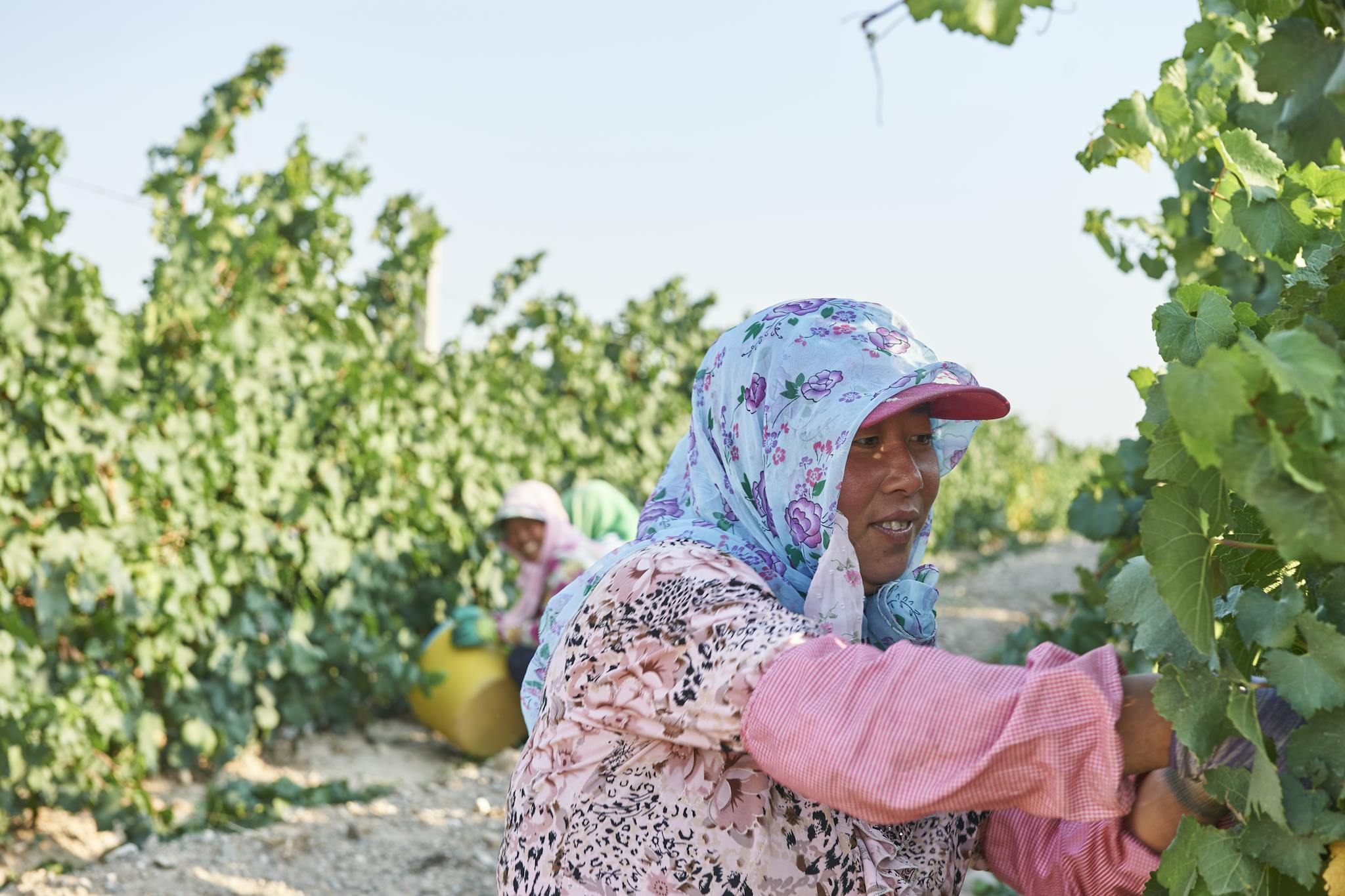 Domaine Chandon China, sparkling wines - Wines & S... - LVMH