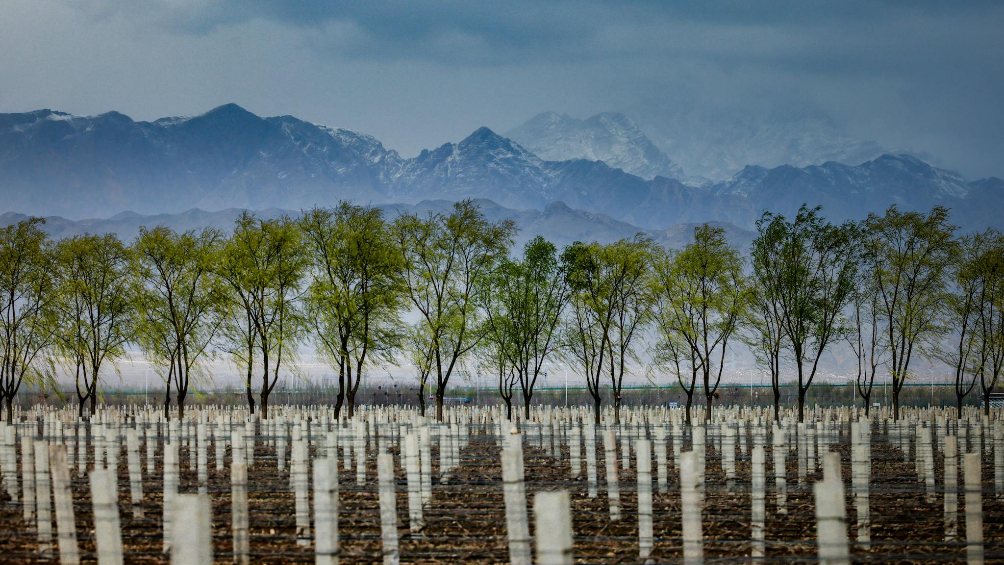 Domaine Chandon China, sparkling wines - Wines & S... - LVMH