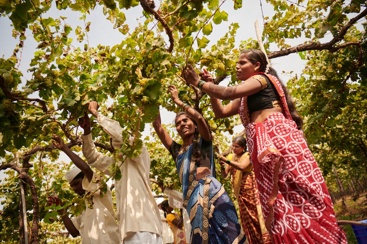 Domaine Chandon India, sparkling wines - Wines & S... - LVMH