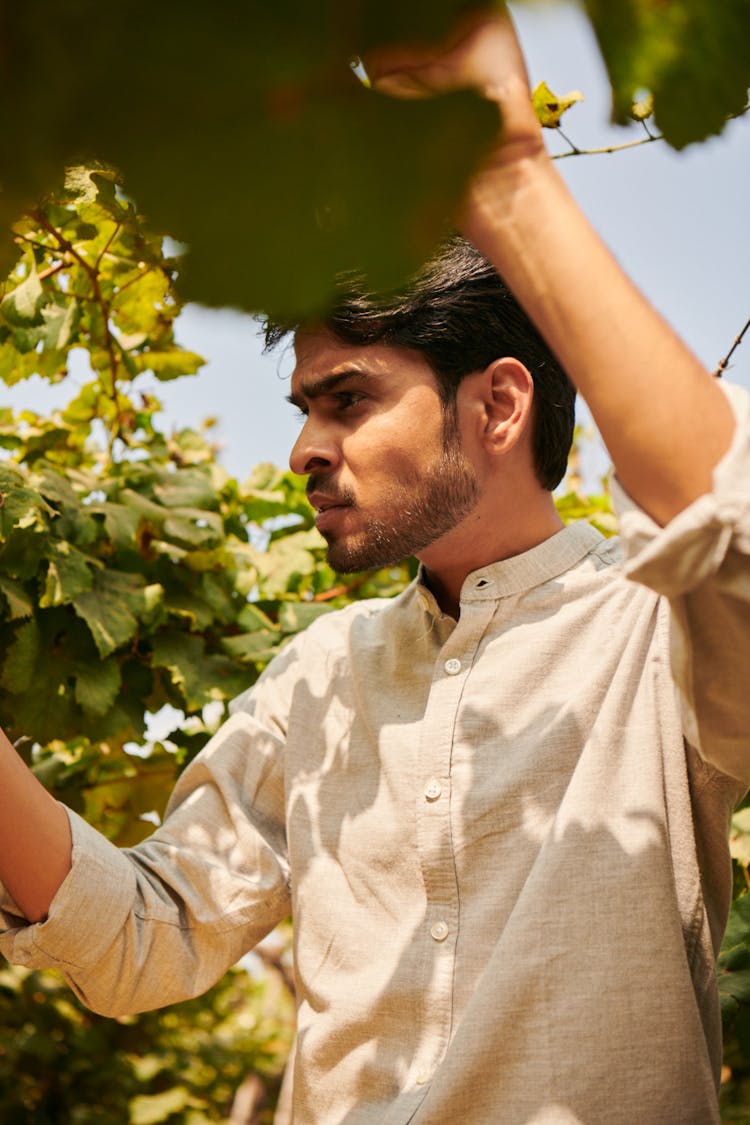 Domaine Chandon India, sparkling wines - Wines & S... - LVMH