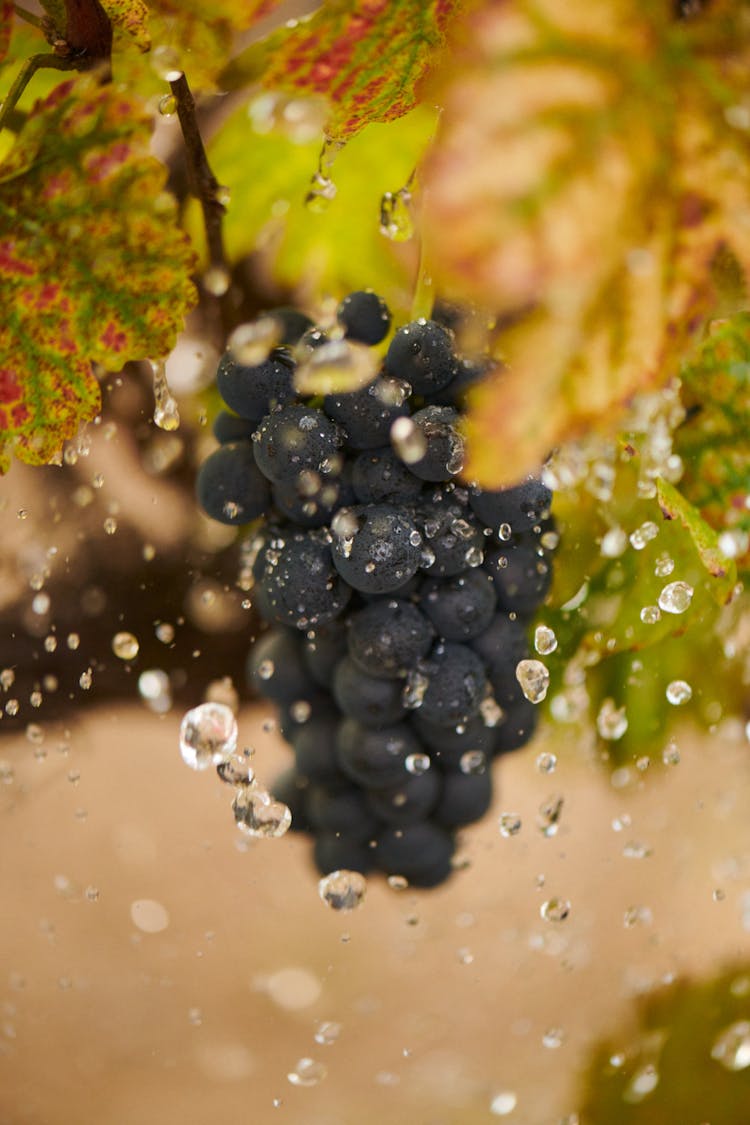 Domaine Chandon India, sparkling wines - Wines & S... - LVMH