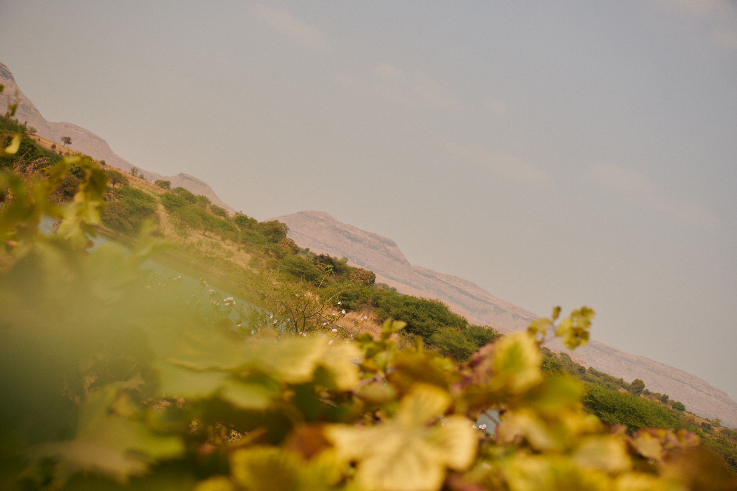 Domaine Chandon India, sparkling wines - Wines & S... - LVMH