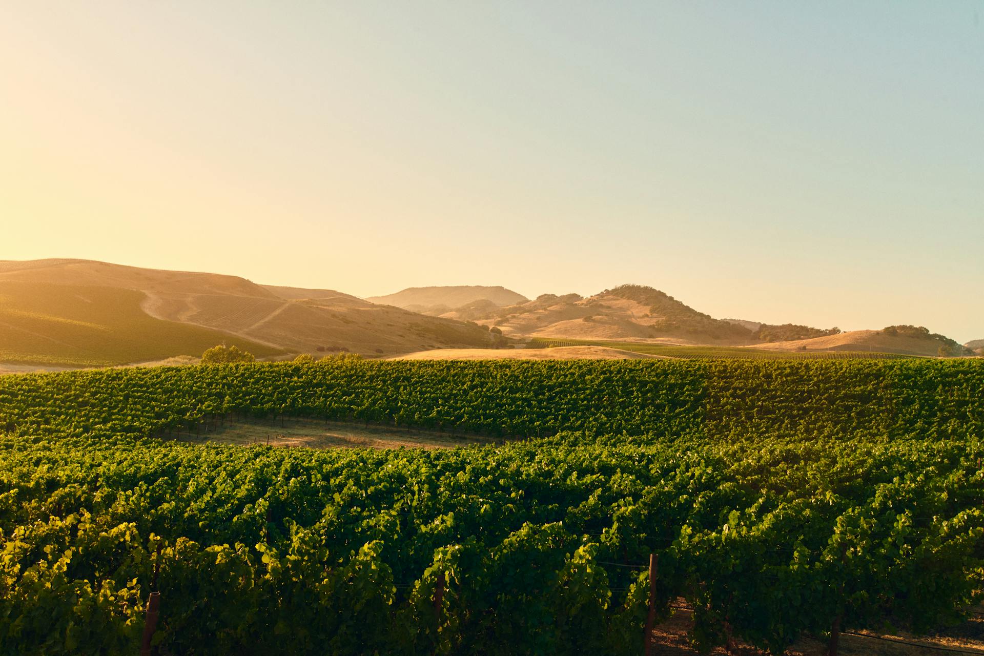 Chandon, elegants and fresh wines - Wines & Spirits - LVMH