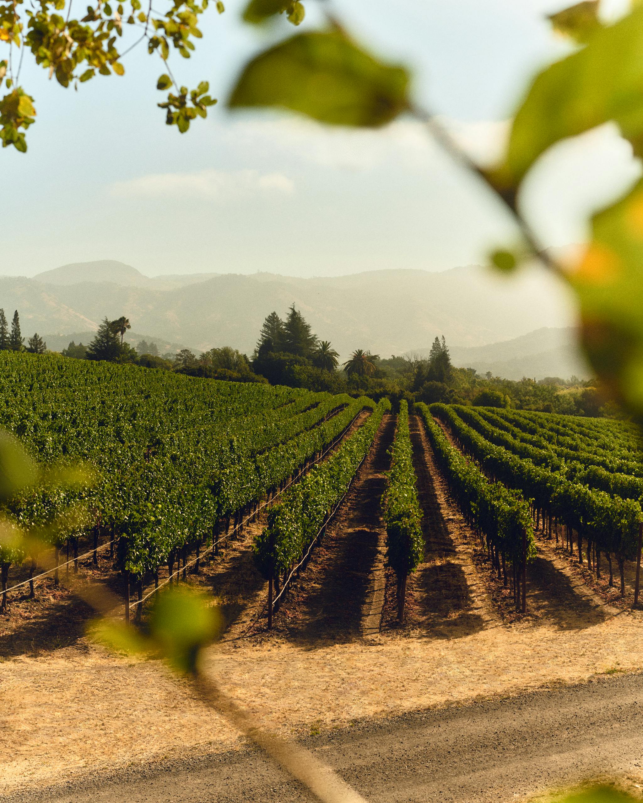 Domaine Chandon California, sparkling wines - Wine... - LVMH