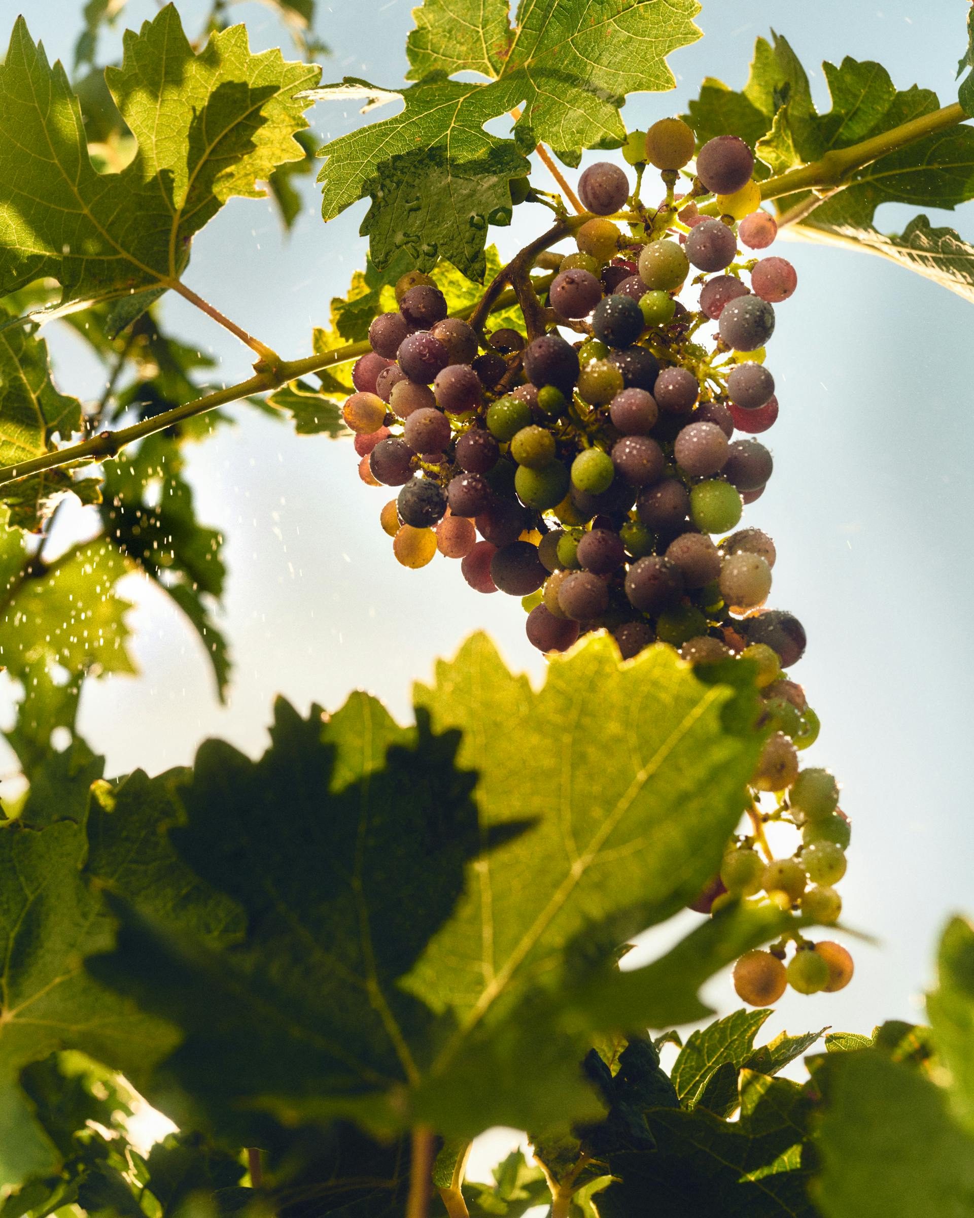 Domaine Chandon California, sparkling wines - Wine... - LVMH