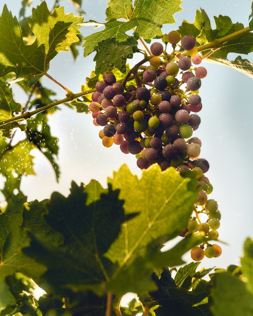 Domaine Chandon California, sparkling wines - Wine... - LVMH