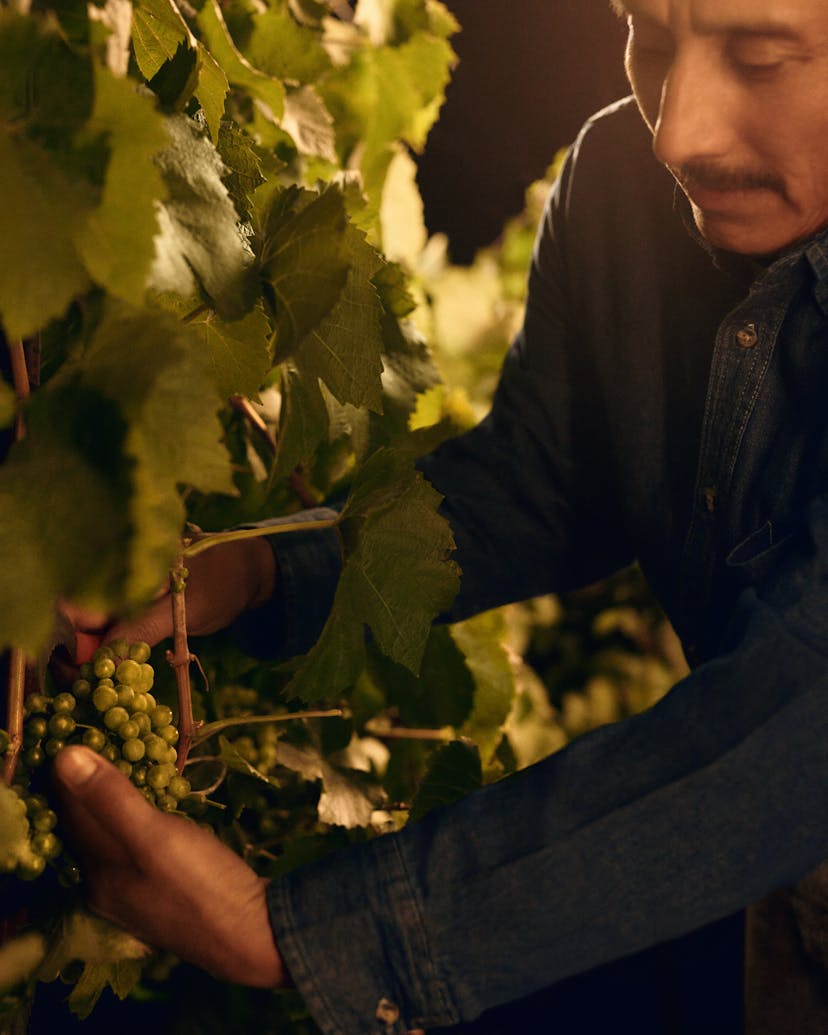 Domaine Chandon California, sparkling wines - Wine... - LVMH