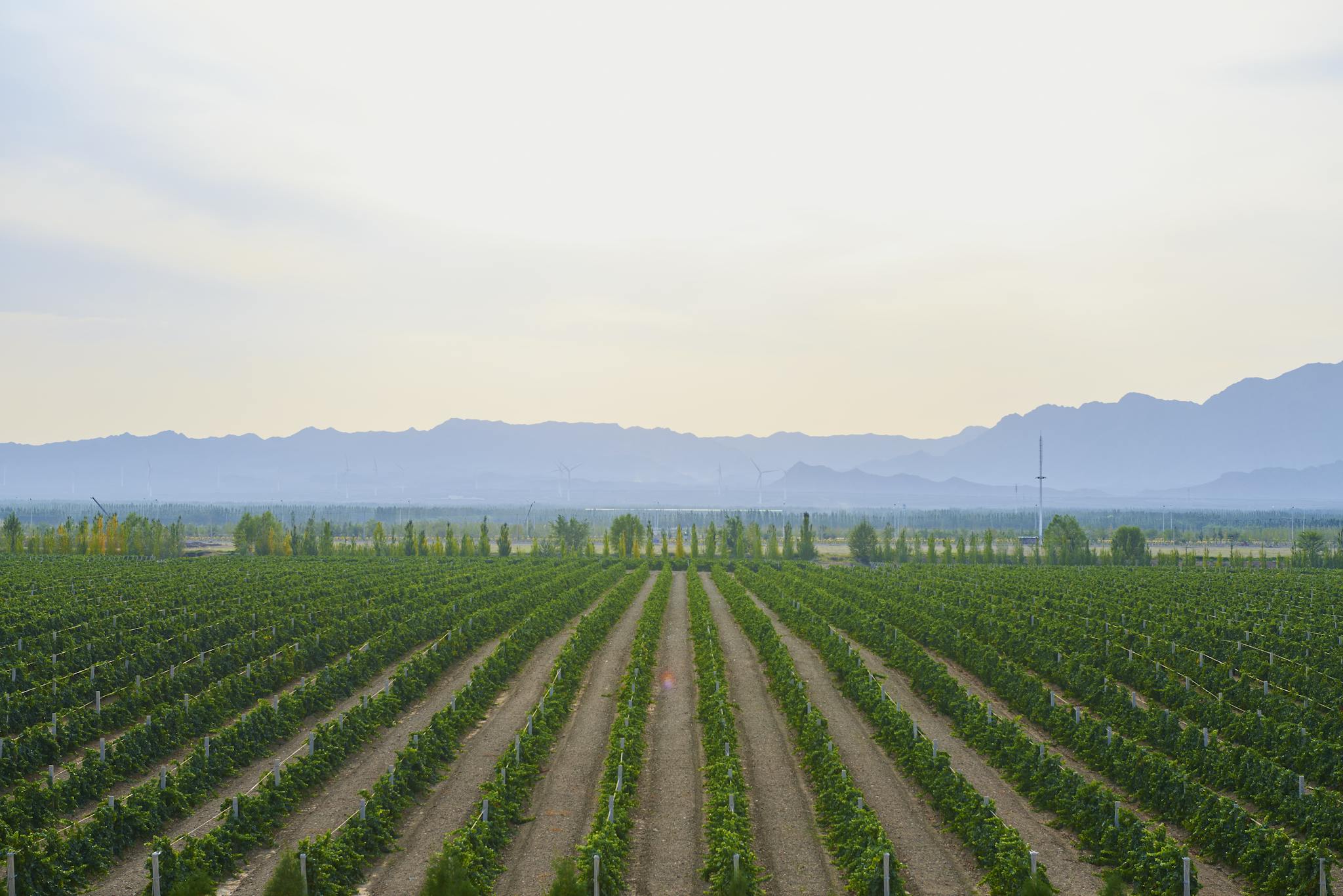 Chandon, elegants and fresh wines - Wines & Spirits - LVMH