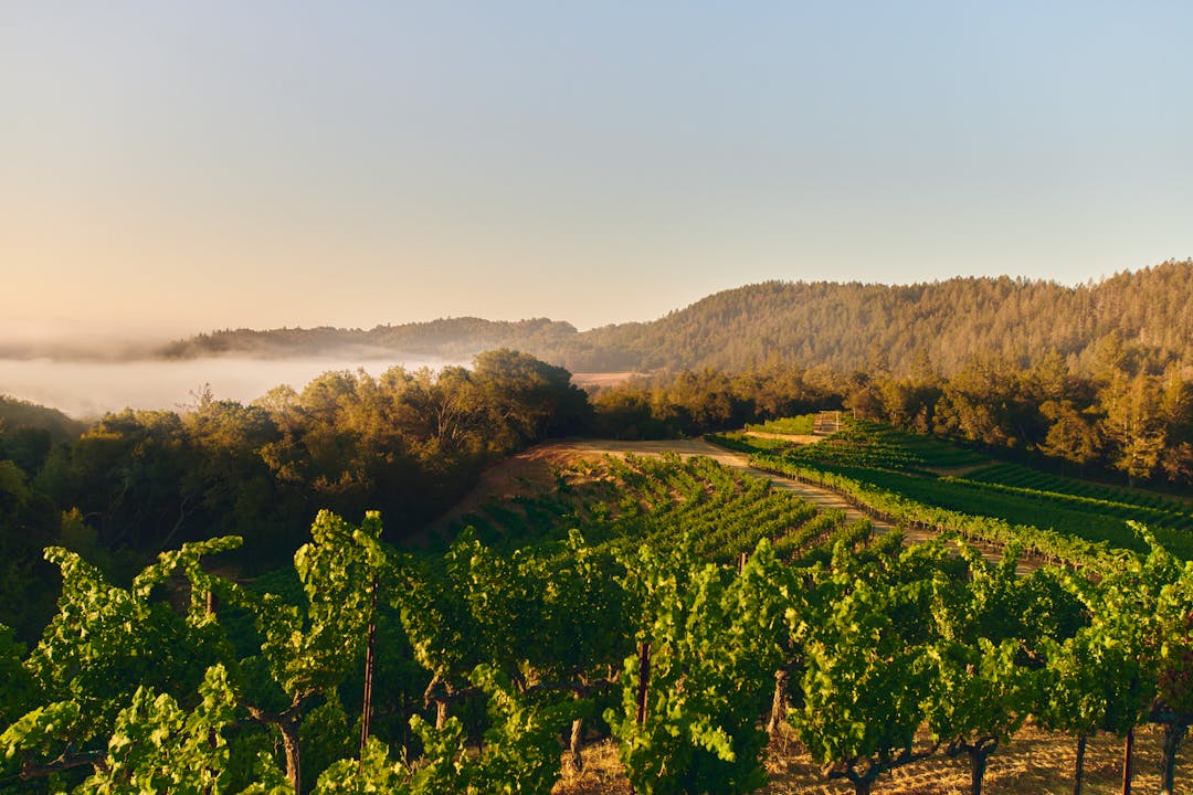 Chandon, vins frais et élégants - Vins & Spiritueux - LVMH