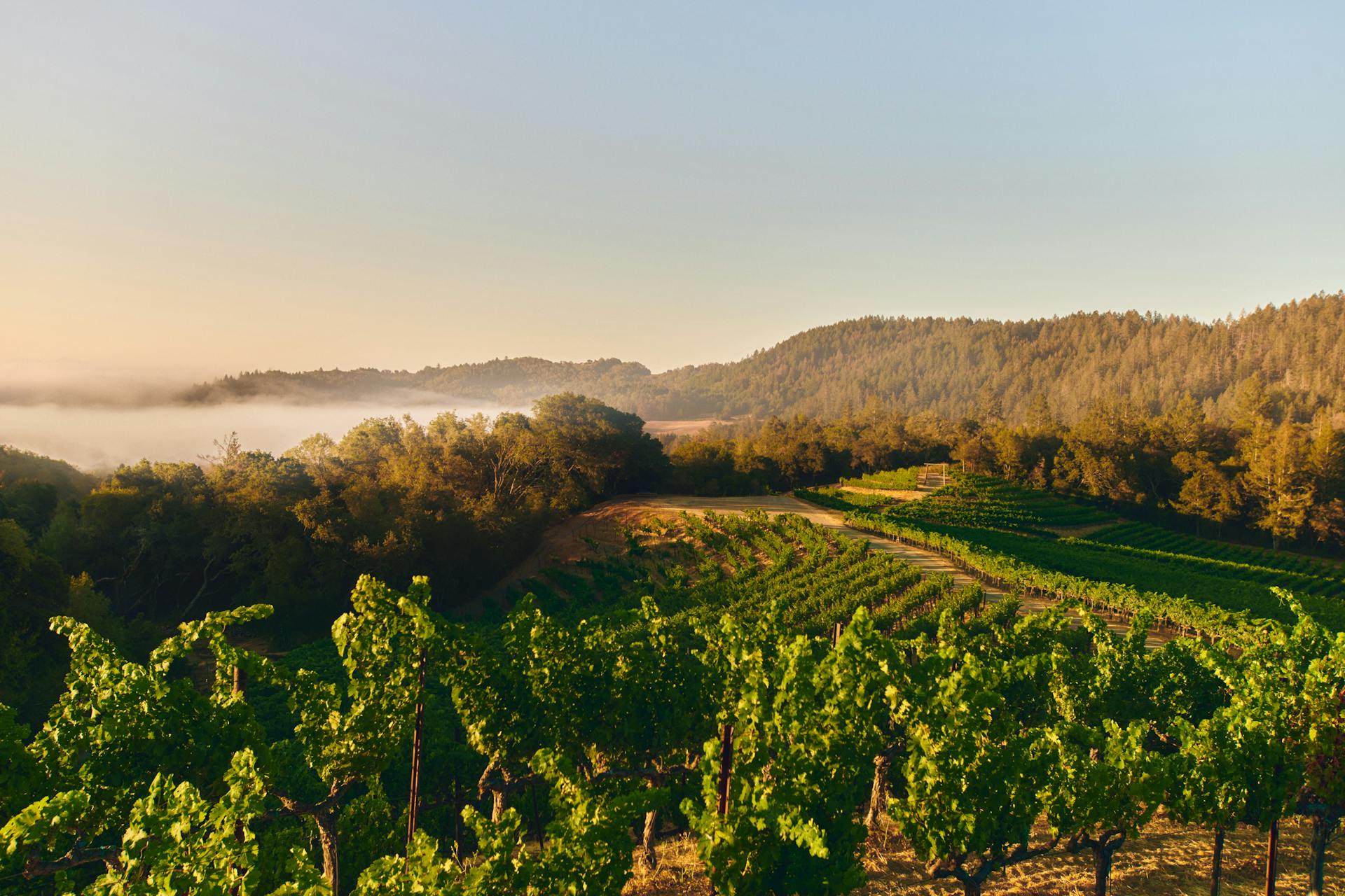 Chandon, vins frais et élégants - Vins & Spiritueux - LVMH