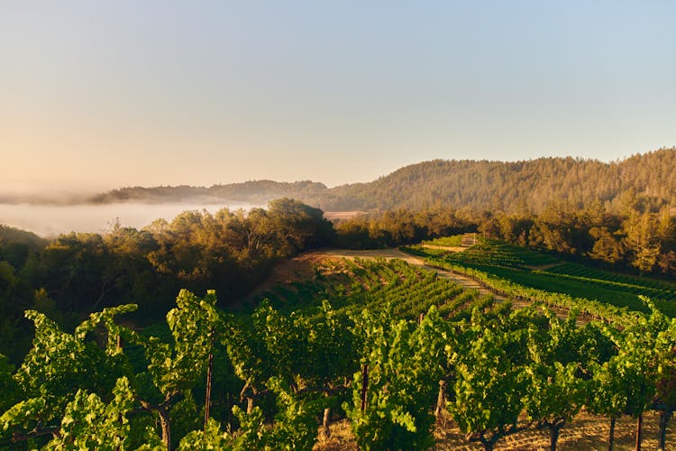 Chandon, vins frais et élégants - Vins & Spiritueux - LVMH