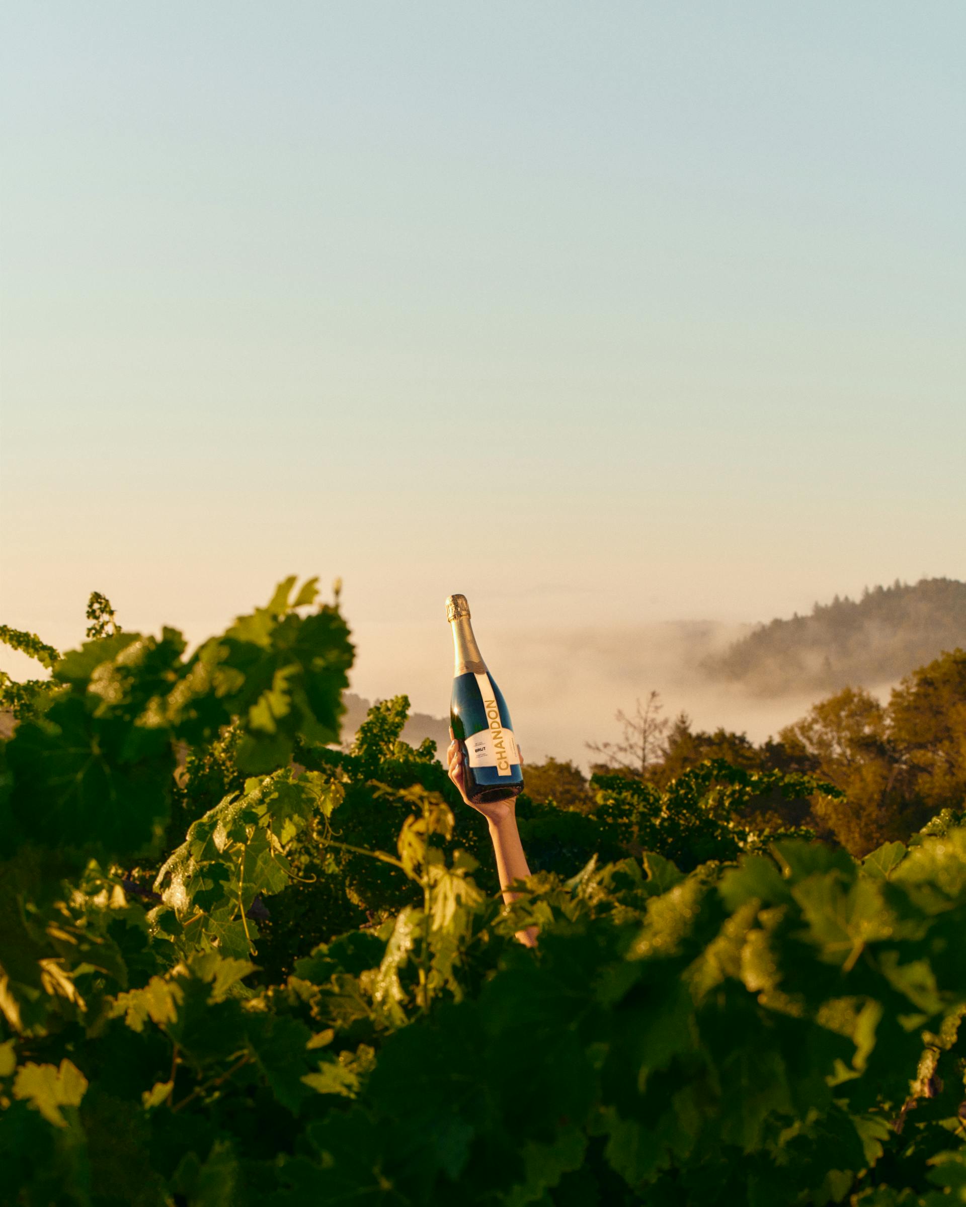 Chandon, elegants and fresh wines - Wines & Spirits - LVMH