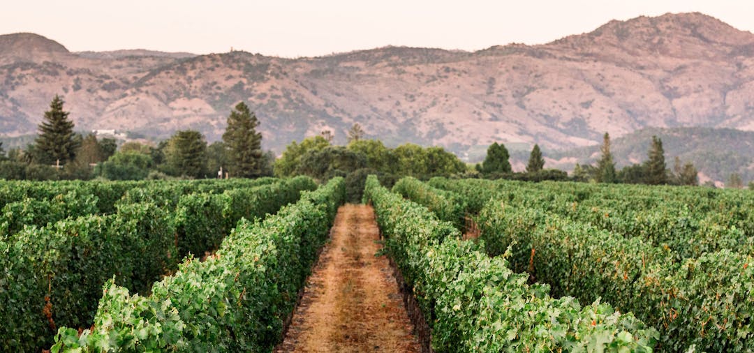 Domaine Chandon California, vins pétillants - Vins & Spiritueux - LVMH