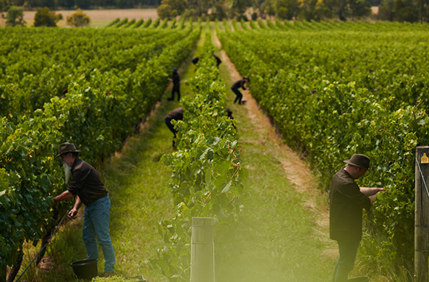 Chandon Australia、スパークリングワイン - ワイン＆スピリッツ – LVMH - LVMH