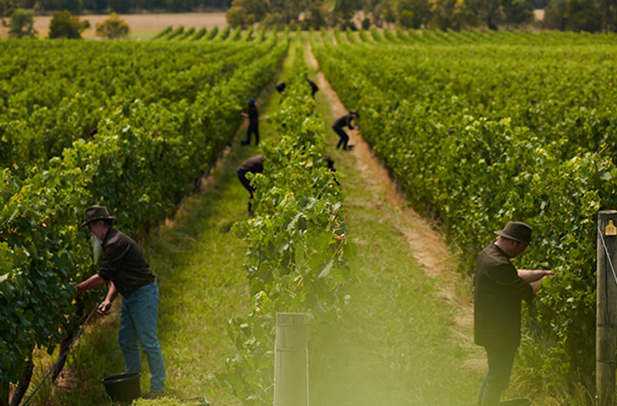 Chandon、高級シャンパン、サヴォアフェール - ワイン＆スピリッツ - LVMH