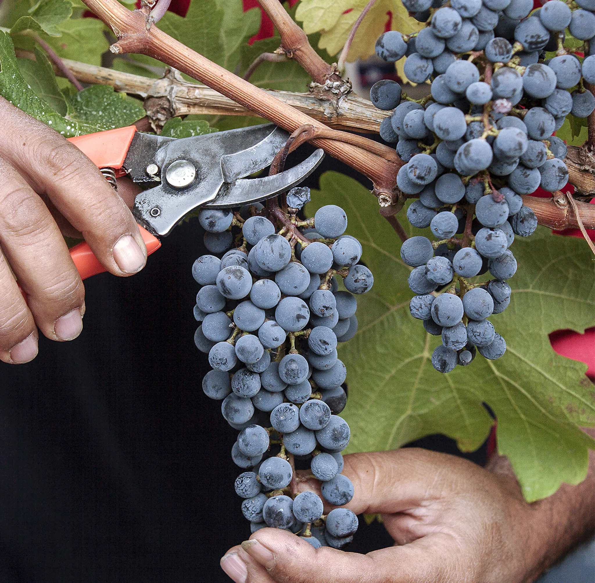 Cheval des Andes, Andes Grand Cru - Wines & Spirits - LVMH