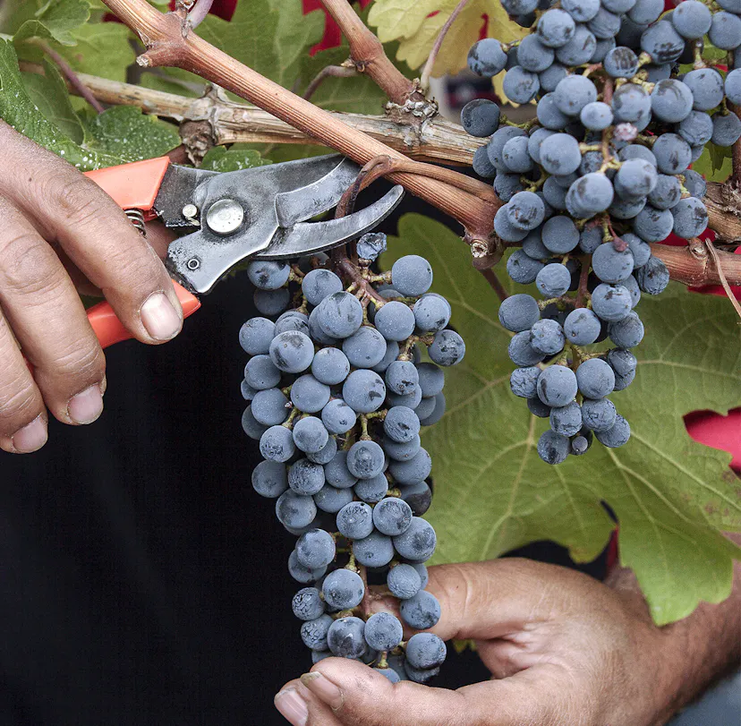 Cheval des Andes, Andes Grand Cru - Wines & Spirits - LVMH