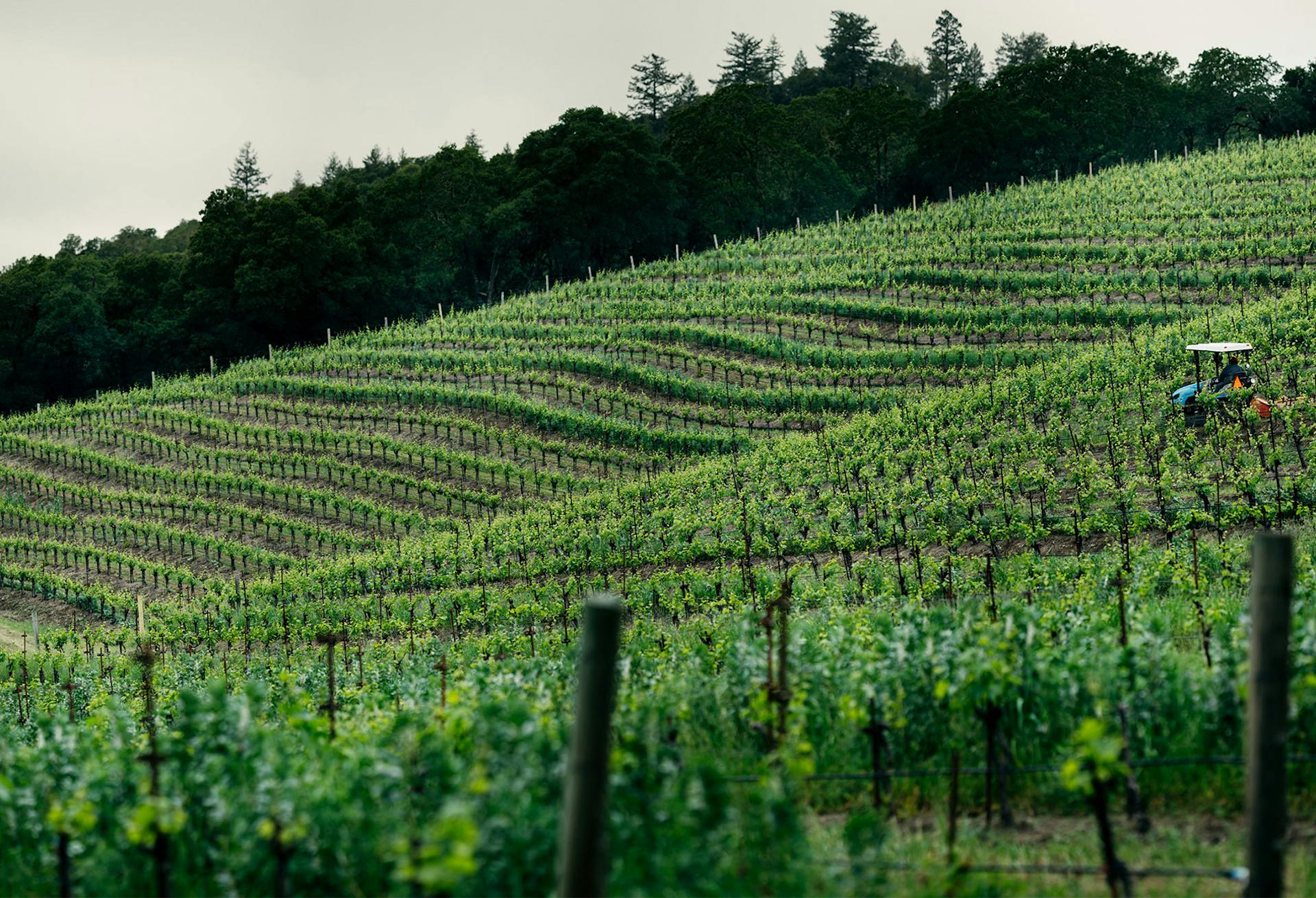 Joseph Phelps - Wines & Spirits - LVMH