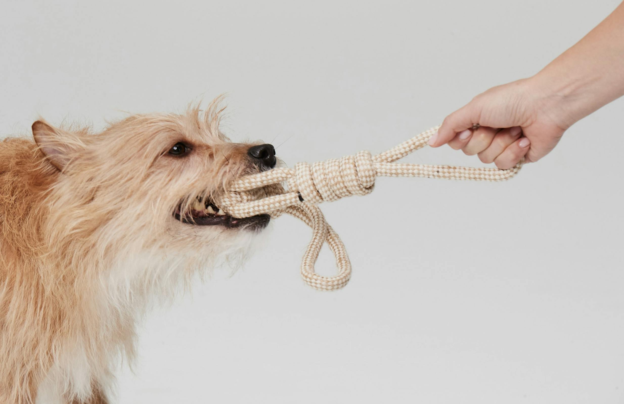 ManyPets • The World's Pet Insurance Company