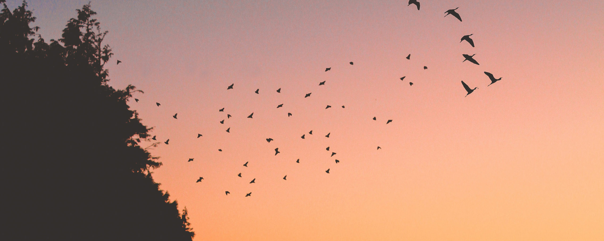 Notice: MEC iPhone app | MEC